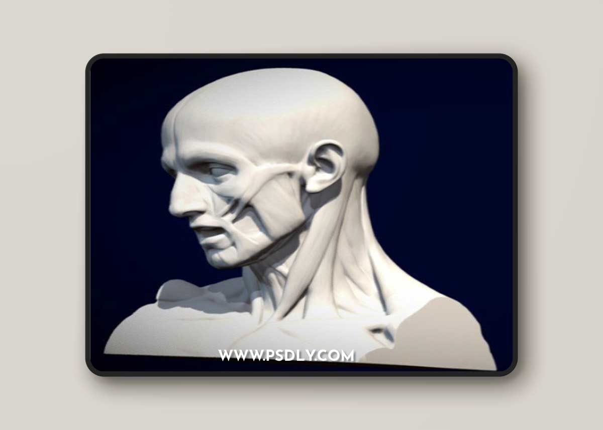 Houdon Ecorche Head 3D Model